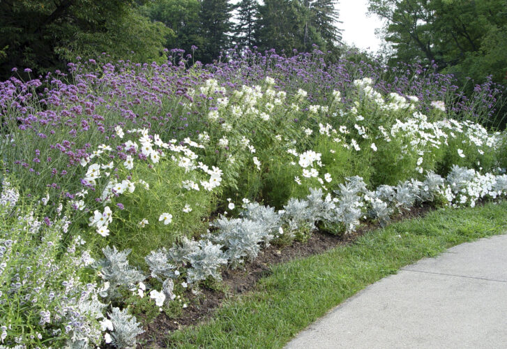Moon gardens: Designed to shine when bathed in moonlight | News, Sports ...